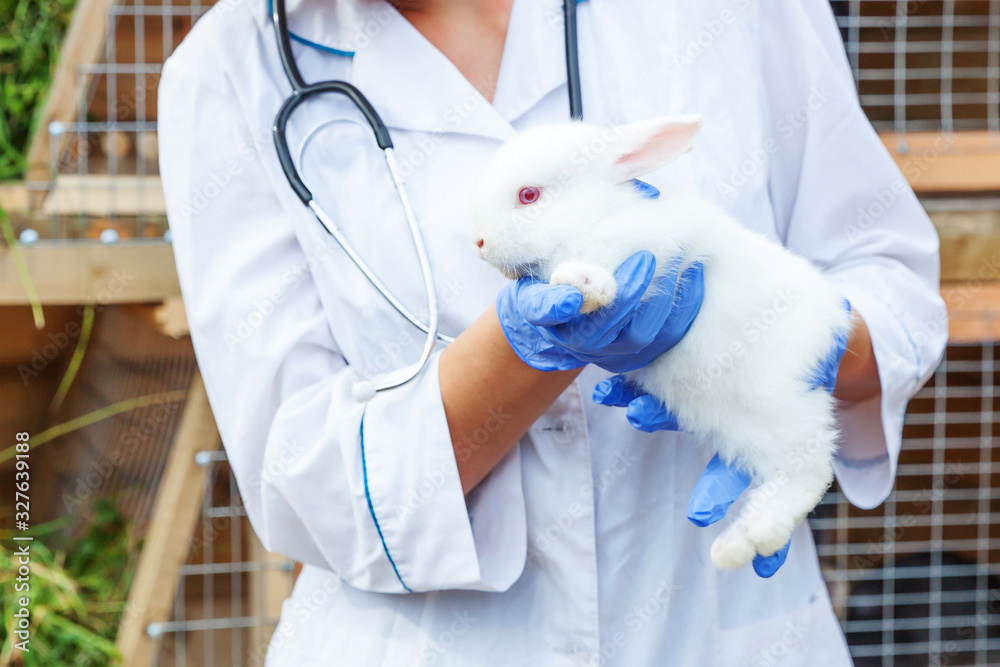 Veterinarian woman with stethoscope holding and examining rabbit on ...