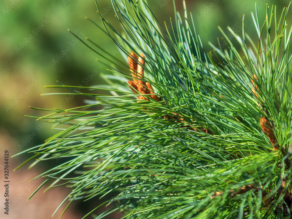 Siberian pine (Pinus sibirica) green branches close up.Branches of ...
