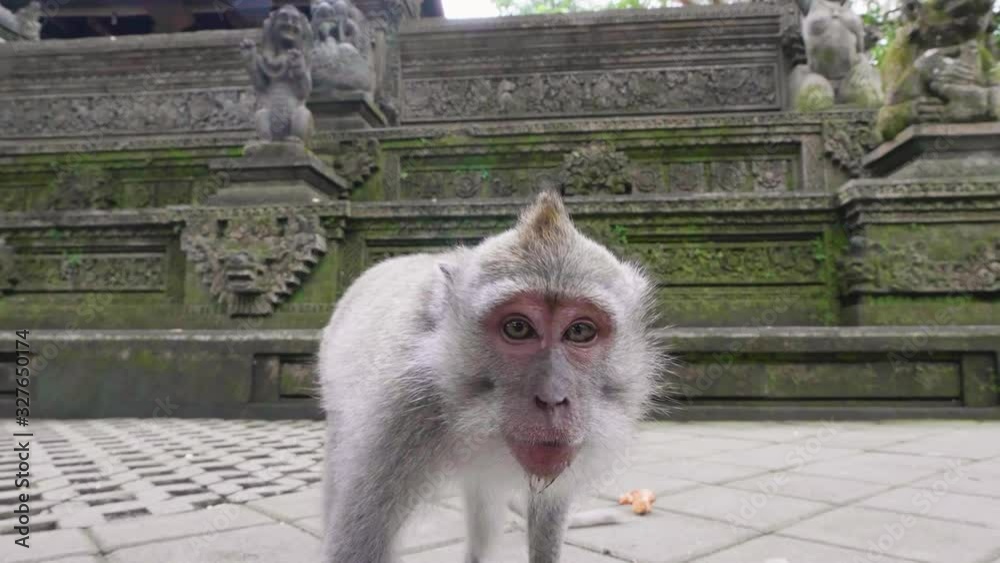 Cute monkey is interested of filming camera in Monkey temple in Bali ... Cute monkey is interested of filming camera in Monkey temple in Bali ...
