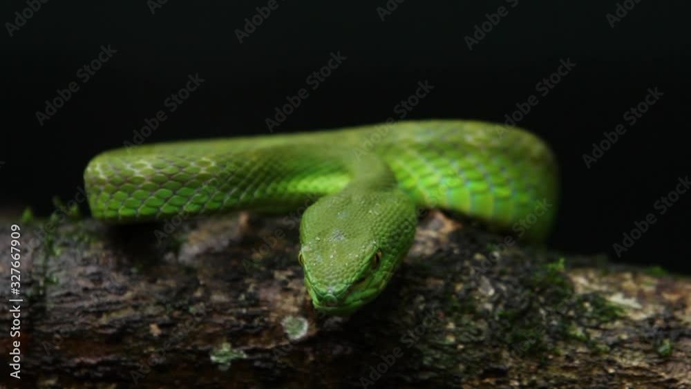 Snake White-Lipped Green tree Pit Viper (Trimeresurus albolabris) is a ...