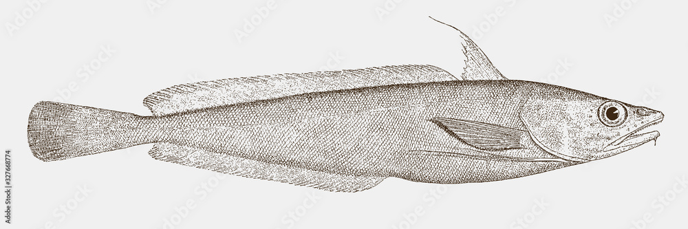 White or mud hake, urophycis tenuis, a fish from the Northwest Atlantic ...
