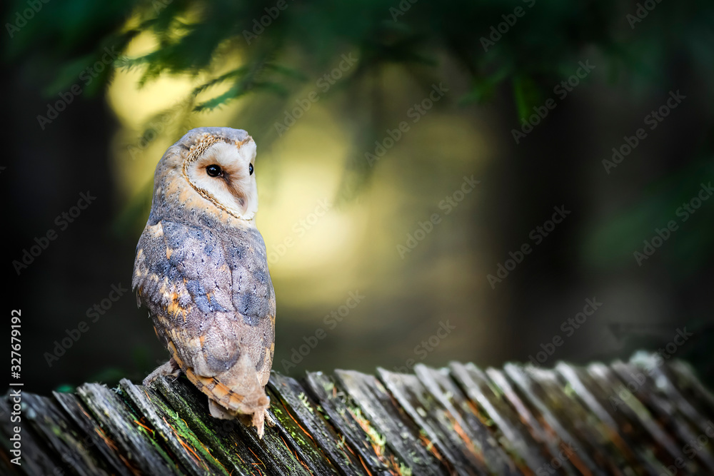 Beautiful barn owl bird in natural habitat sitting on old wooden roof ...