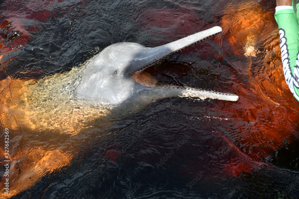 feeding pink dolphins in an ecopark on the Amazon river in Brazil 스톡 사진 ...