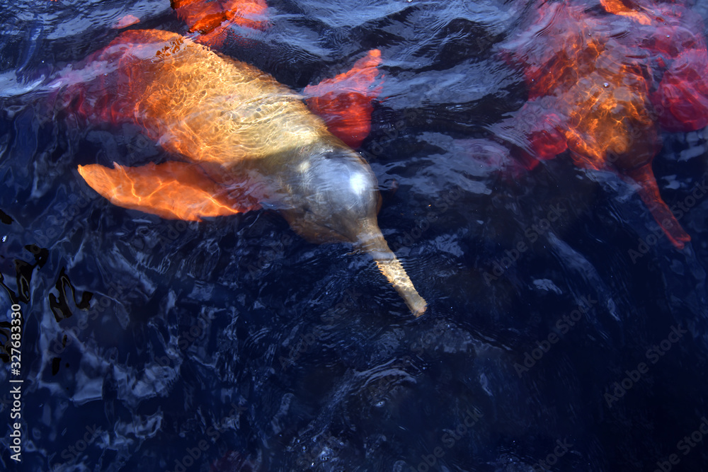 feeding pink dolphins in an ecopark on the Amazon river in Brazil Stock ...