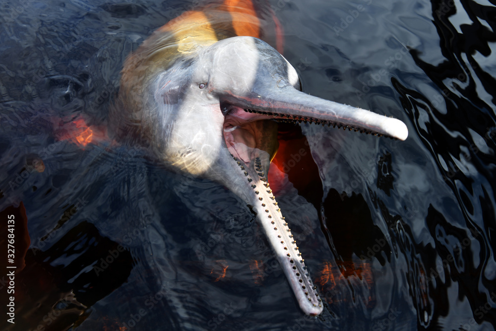 feeding pink dolphins in an ecopark on the Amazon river in Brazil Stock ...