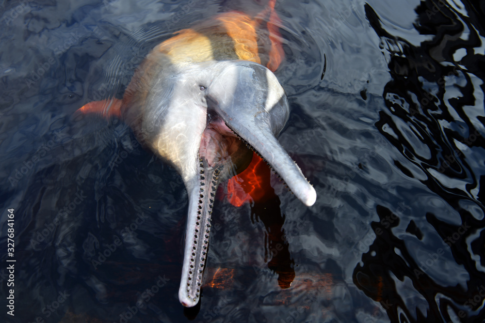 feeding pink dolphins in an ecopark on the Amazon river in Brazil Stock ...