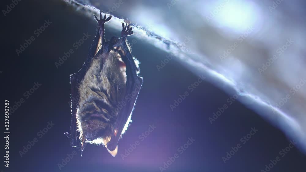Close up strange animal Natterer's bat Myotis nattereri hanging upside ...