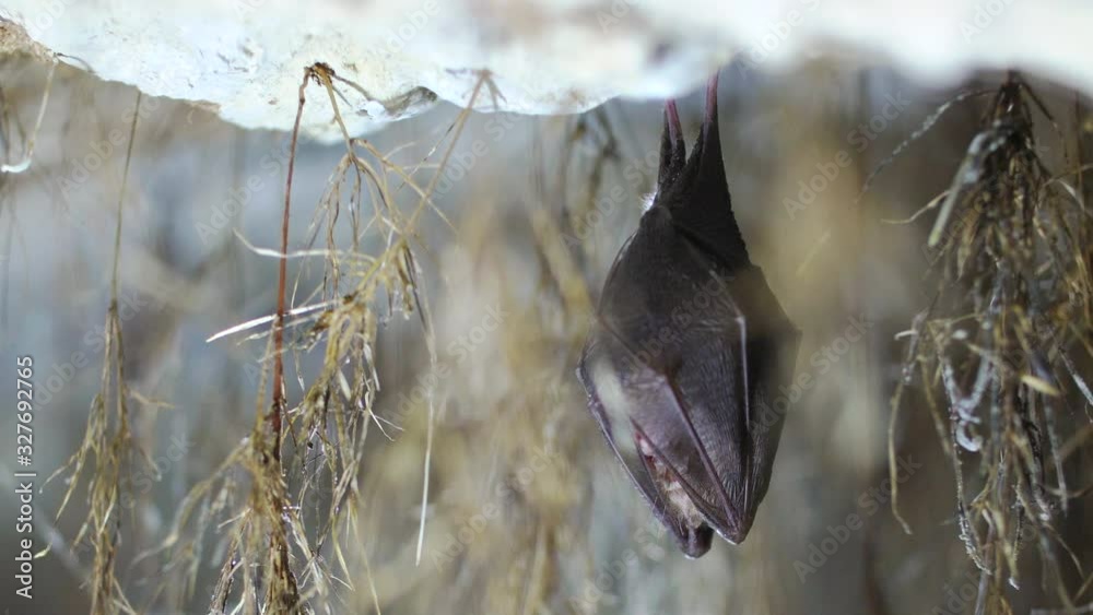 Close up small lesser horseshoe bat covered by wings, hanging upside ...