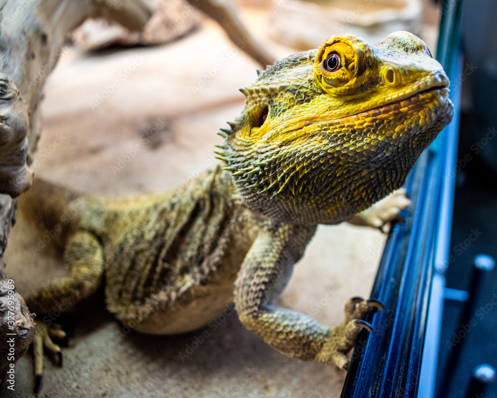 Bearded Dragon looking out of his terrarium, yellow and green coloured ...