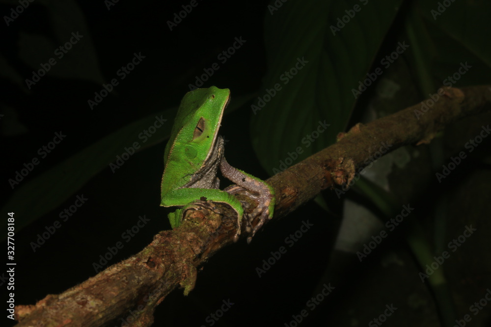 The tarsier leaf frog, Phyllomedusa tarsius, a bright green tree frog ...