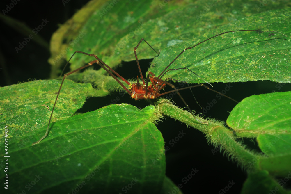 A spider with very large legs and fangs walking on a bright green leaf ...