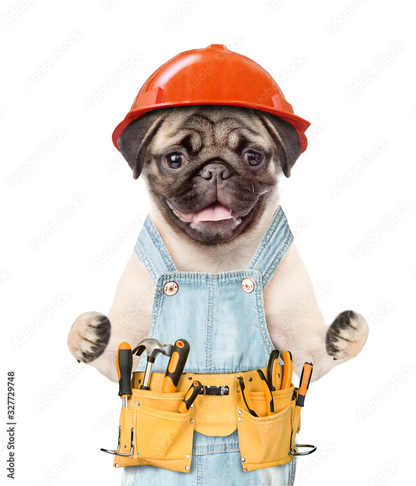 Pug puppy worker wearing a hard hat, overalls and tool belt. Isolated ...