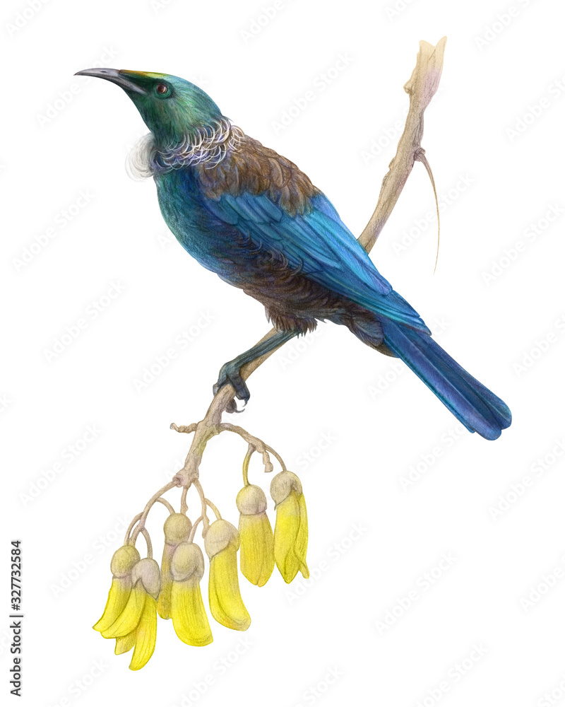 Tui Bird Pencil Illustration Isolated on White with Clipping Path Stock ...