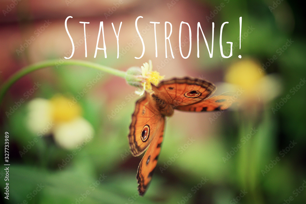 Inspirational quote - Stay strong. With a beautiful orange butterfly ...