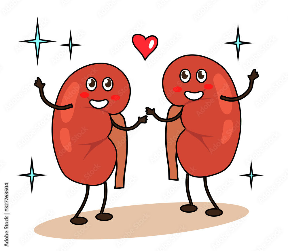 Healthy human kidneys on a white background. Cartoon. Vector ...