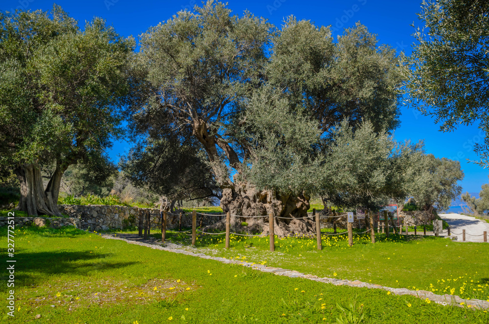 Monumental olive tree in Kavusi.It is a natural monument which is ...