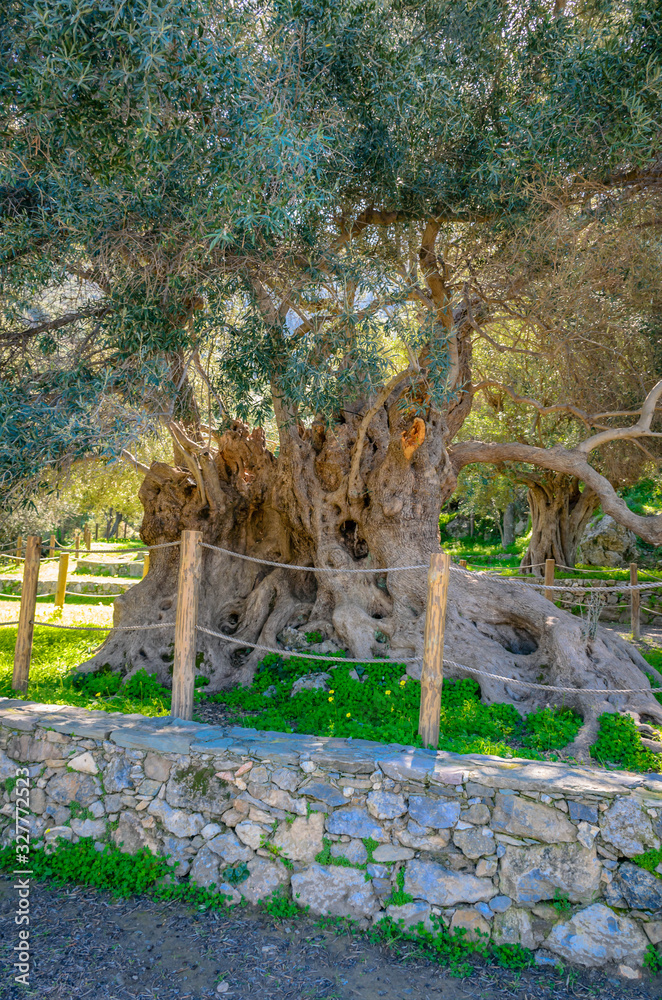 Monumental olive tree in Kavusi.It is a natural monument which is ...