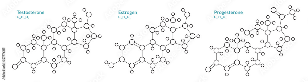 Testosterone Estrogen Progesterone Male And Female Sex Hormones