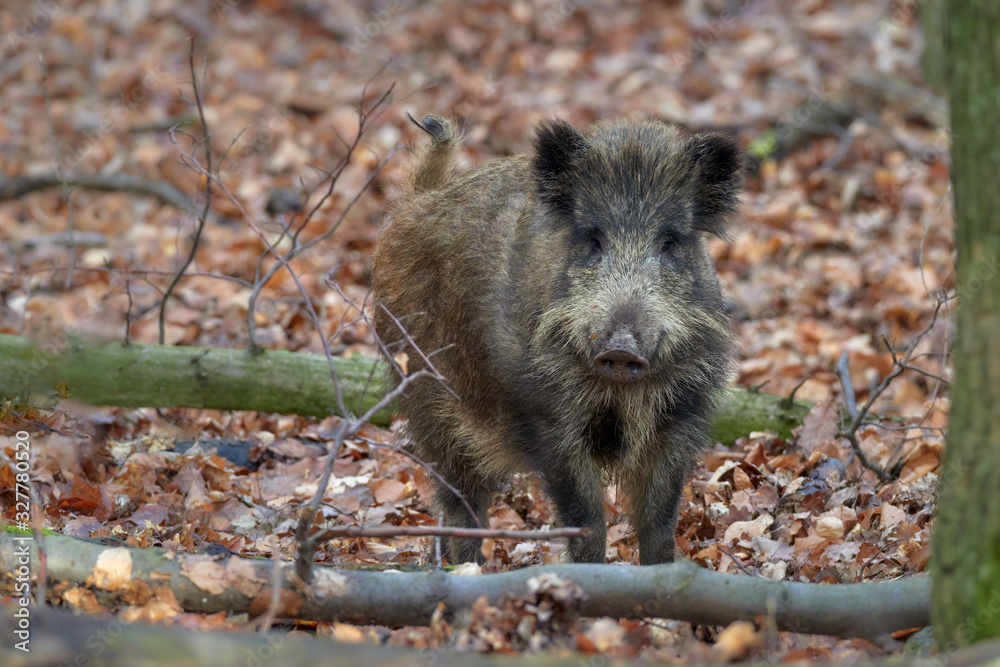 Alert wild boar, sus scrofa, standing fierceful on a forest in ...