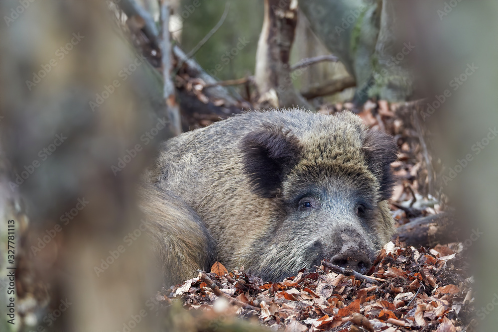 Wild boar family lying in forest in autumntime (Sus scrofa). View of ...