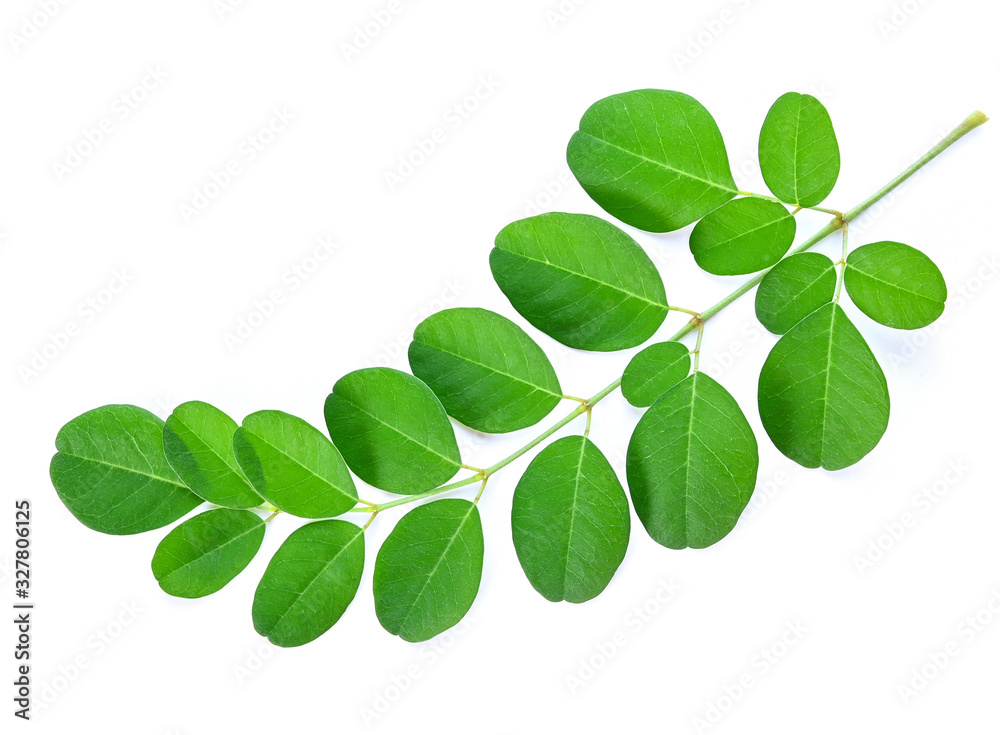 Moringa oleifera leaf isolated on a white background Stock Photo ...