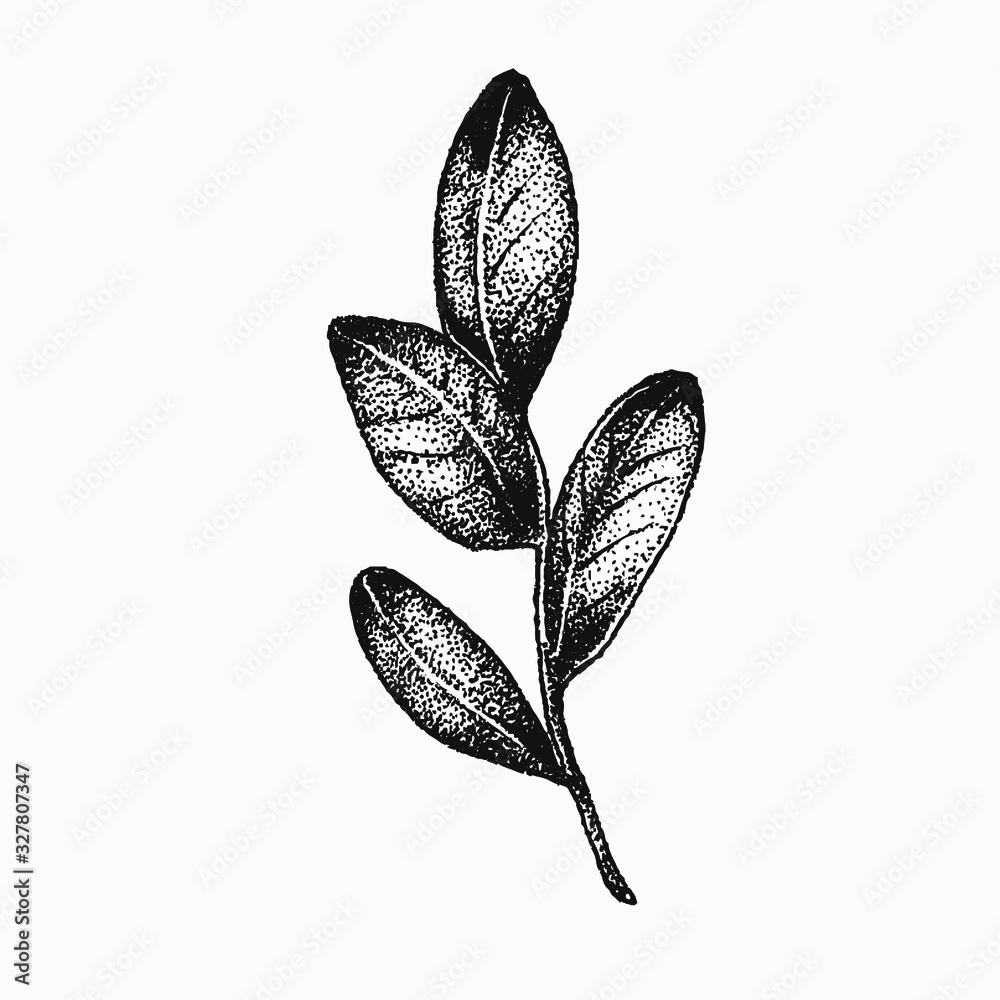 small plant botanical hand drawn isolated vector artwork. Trending ...