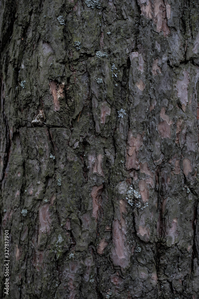 Wooden Background.Seamless texture of wood bark. Background texture of ...