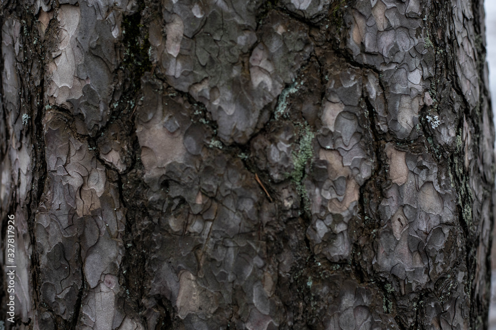 Wooden Background.Seamless texture of wood bark. Background texture of ...