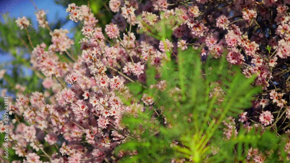 Vidéo Stock Sonchus canariensis (Sch.Bip.) Boulos in the foreground ...