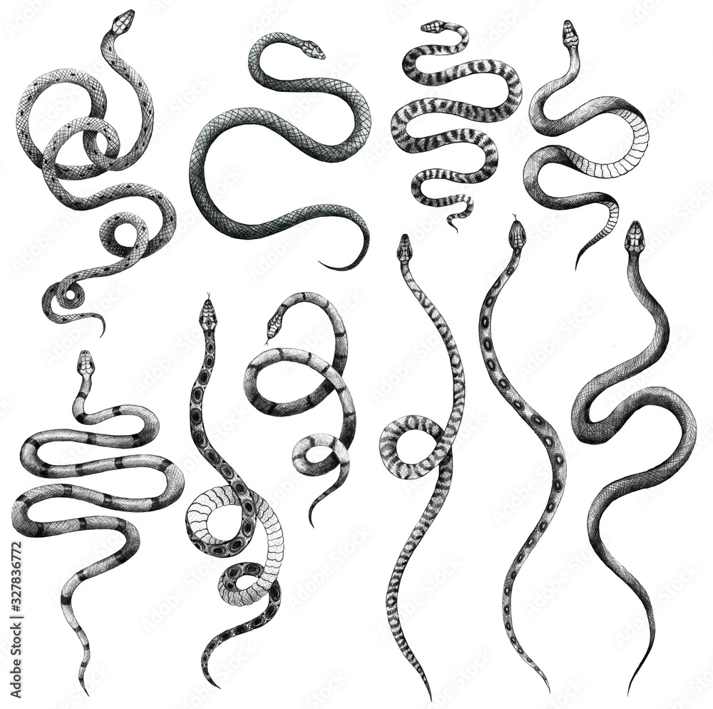 set of different snakes pencil drawing, vintage style graphic black and ...