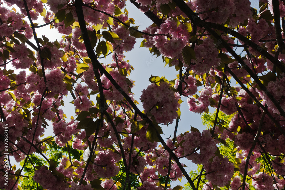 Sunshine through spring flowers at sultan Ahmed park at historic part ...