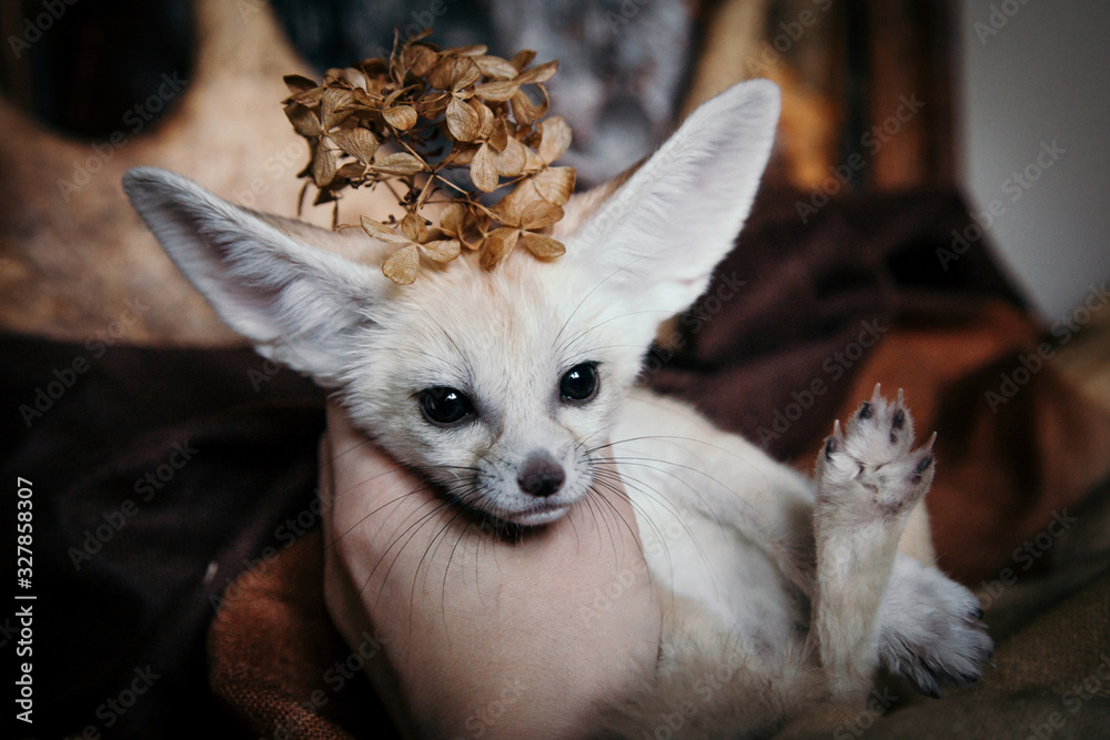 Fennec Fox Cubs