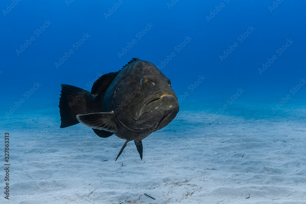 Schwarzer Zackenbarsch (Mycteroperca bonaci) Stock Photo | Adobe Stock