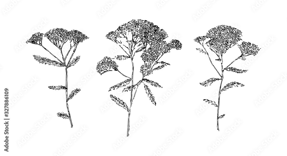 Set of hand drawn yarrow flowers. Outline floral sketch ink drawn ...