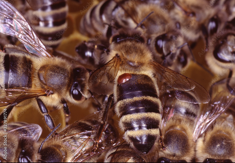 Varroa, Varroa destructor, Mite, Thuringia, Germany, Europe Stock Photo ...