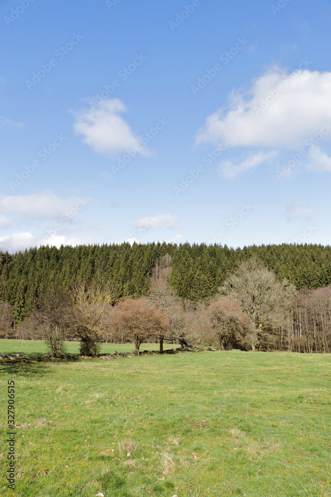 trees in a forests in the beautiful and easily hiked nature areas of ...