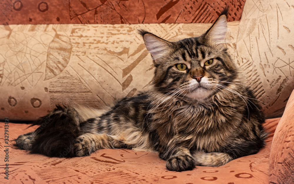 Sly, lazy tabby cat on a brown sofa. Maine Coon lies on a plush sofa ...