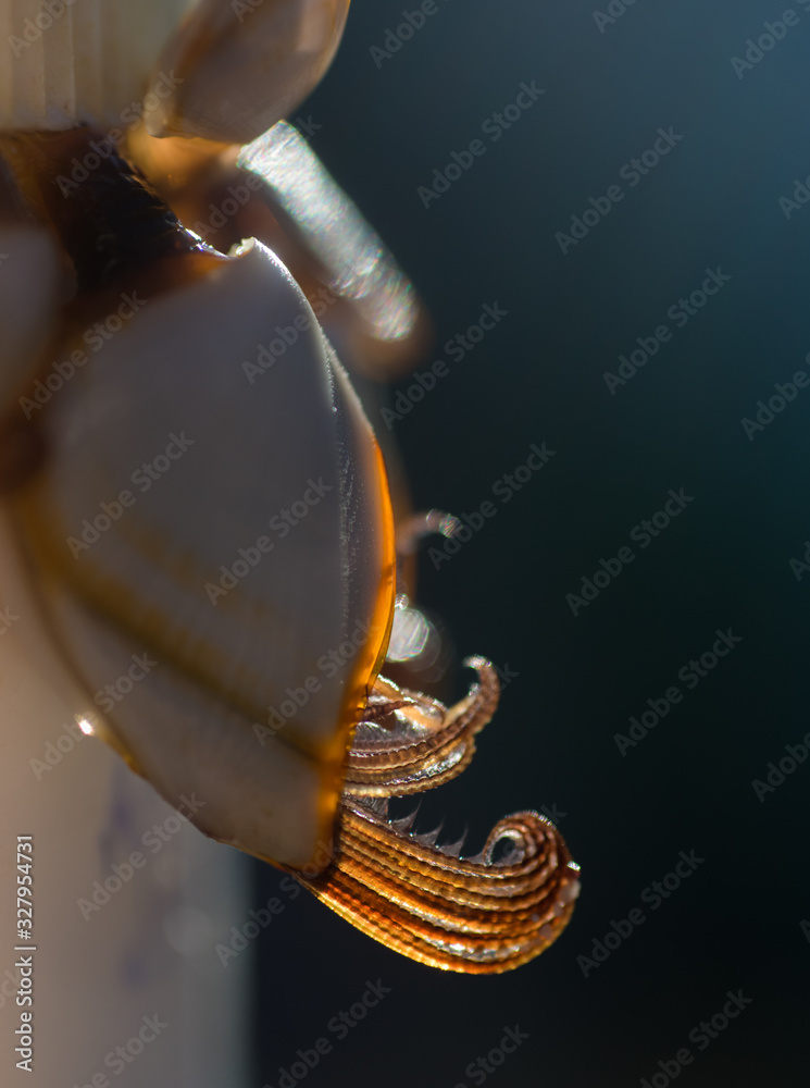 Macro photography of Lepas anatifera, commonly known as the pelagic ...