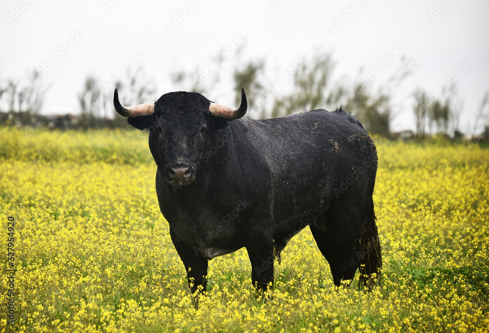 toro tipico español en una ganaderia Stock Photo | Adobe Stock