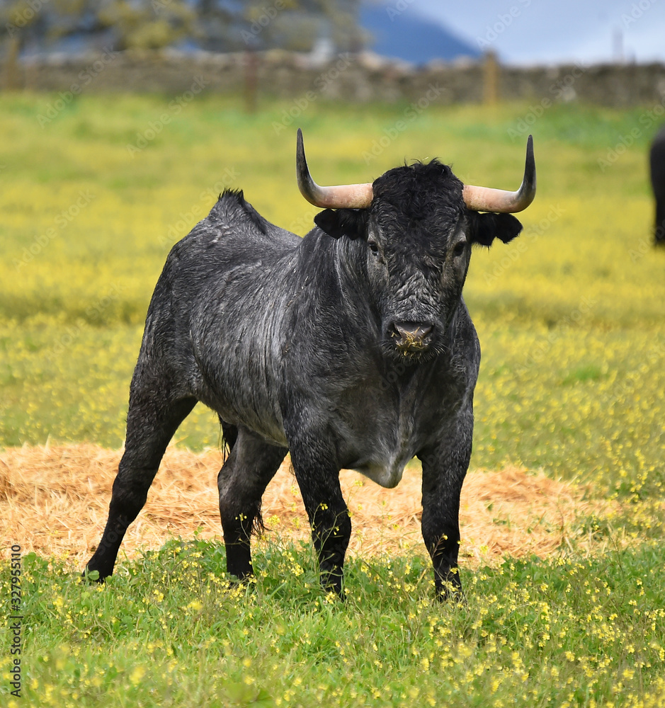toro tipico español en una ganaderia Stock Photo | Adobe Stock