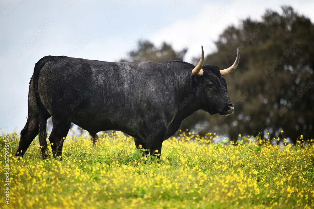 toro tipico español en una ganaderia Stock Photo | Adobe Stock