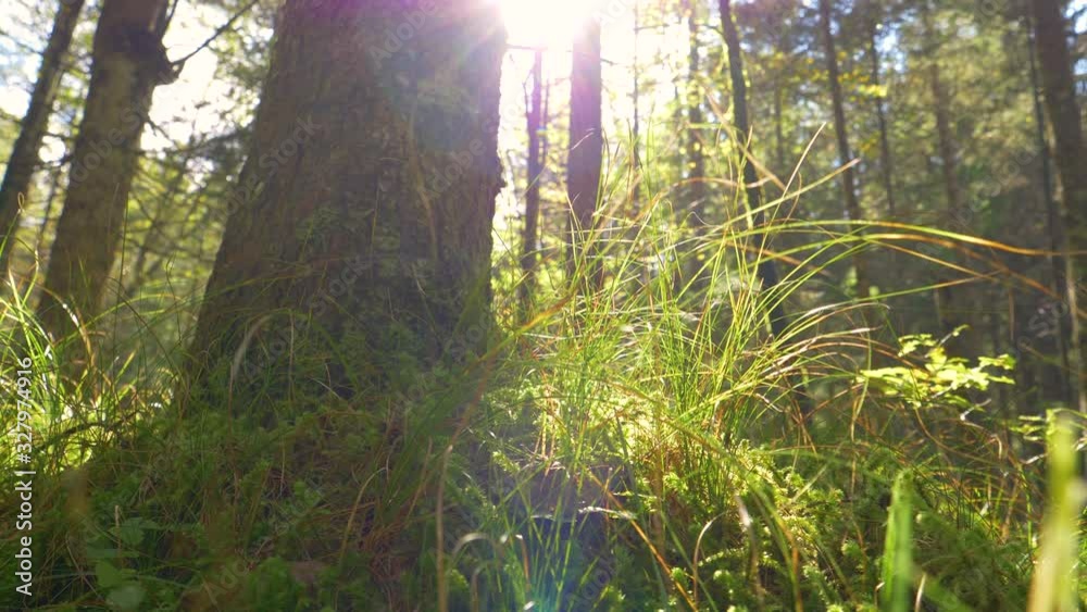 CLOSE UP, LENS FLARE, DOF: Blinding sunrays peer through the canopies ...