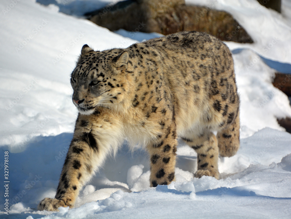 The snow leopard is a large cat native to the mountain ranges of ...