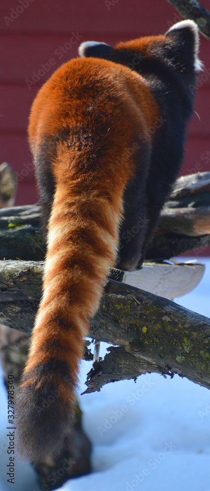 The red panda (Ailurus fulgens) tail, also called lesser panda and red ...