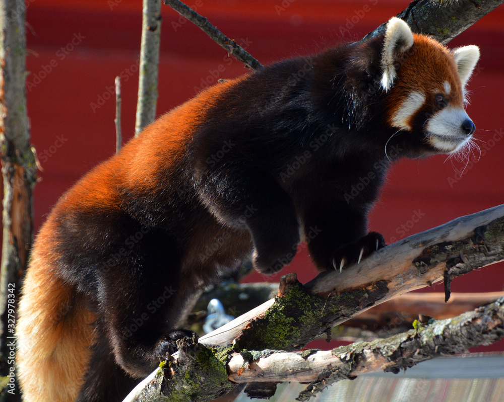 The red panda (Ailurus fulgens), also called lesser panda and red cat ...