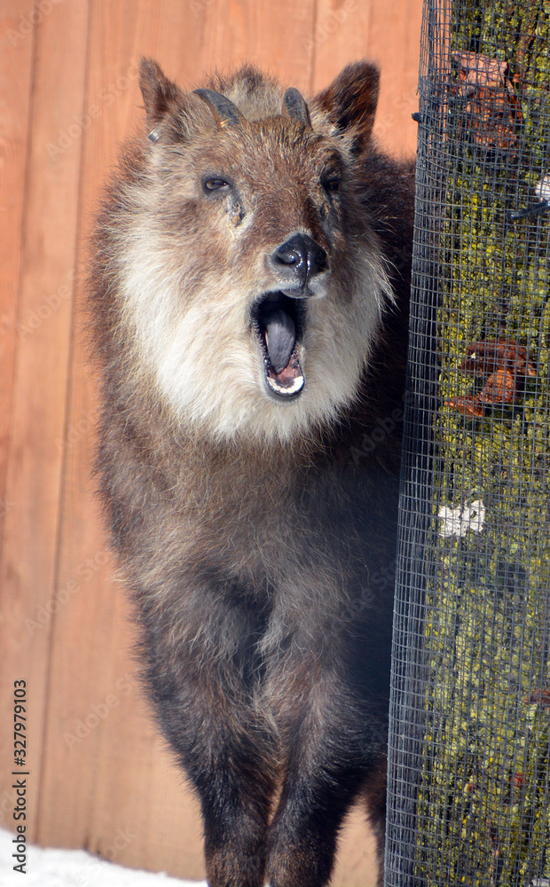 Japanese serow Capricornis crispus is a Japanese goat-antelope, an even ...