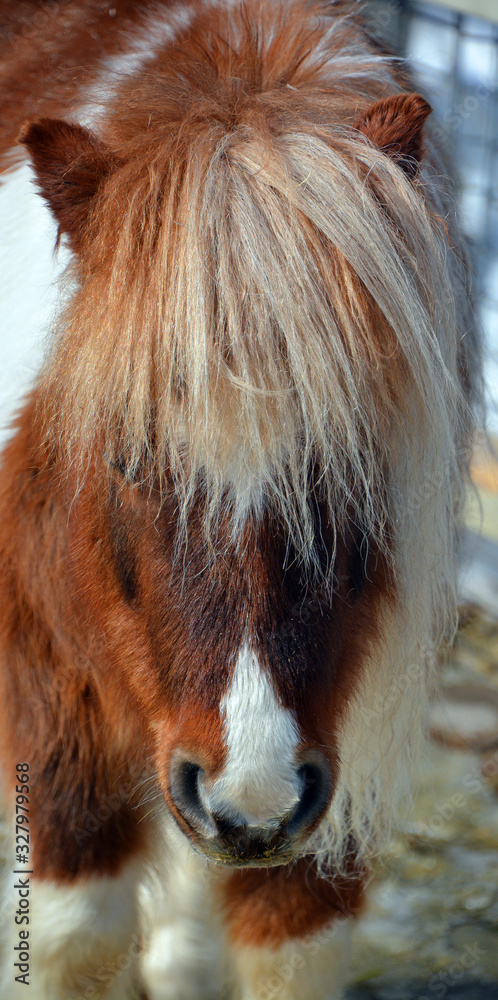 Miniature horses are the size of a very small pony, many retain horse ...