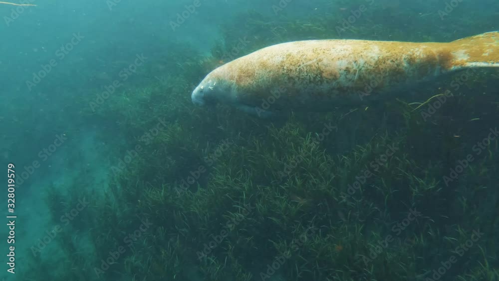 Slow motion 4K UHD underwater of a Manatee swimming in the clear water ...