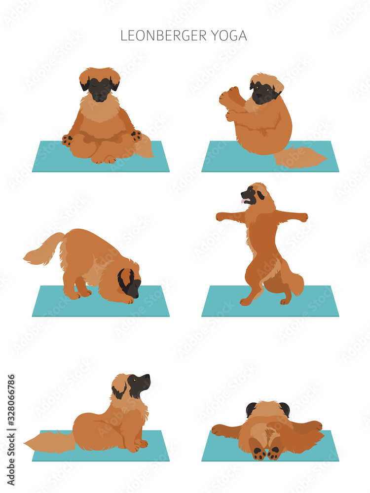 Yoga dogs poses and exercises poster design. Leonberger clipart Stock ...