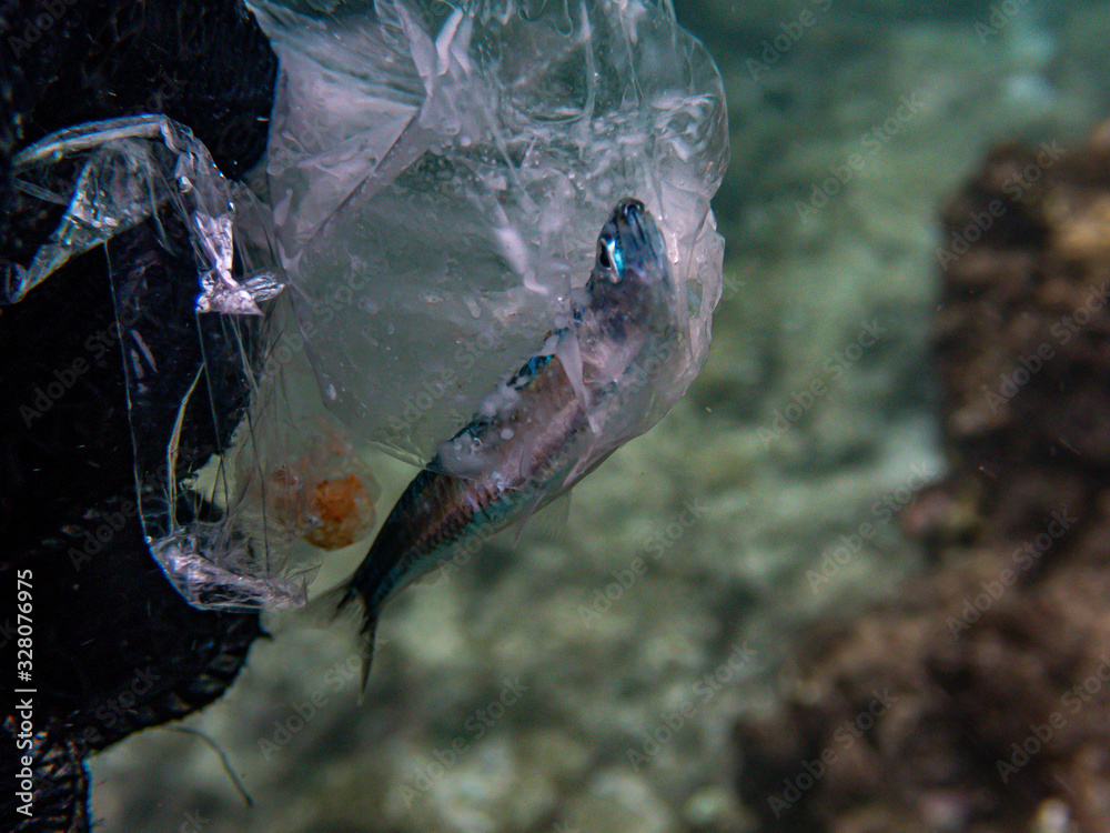 Small fish trapped inside a tiny hole of this single-use plastic ...